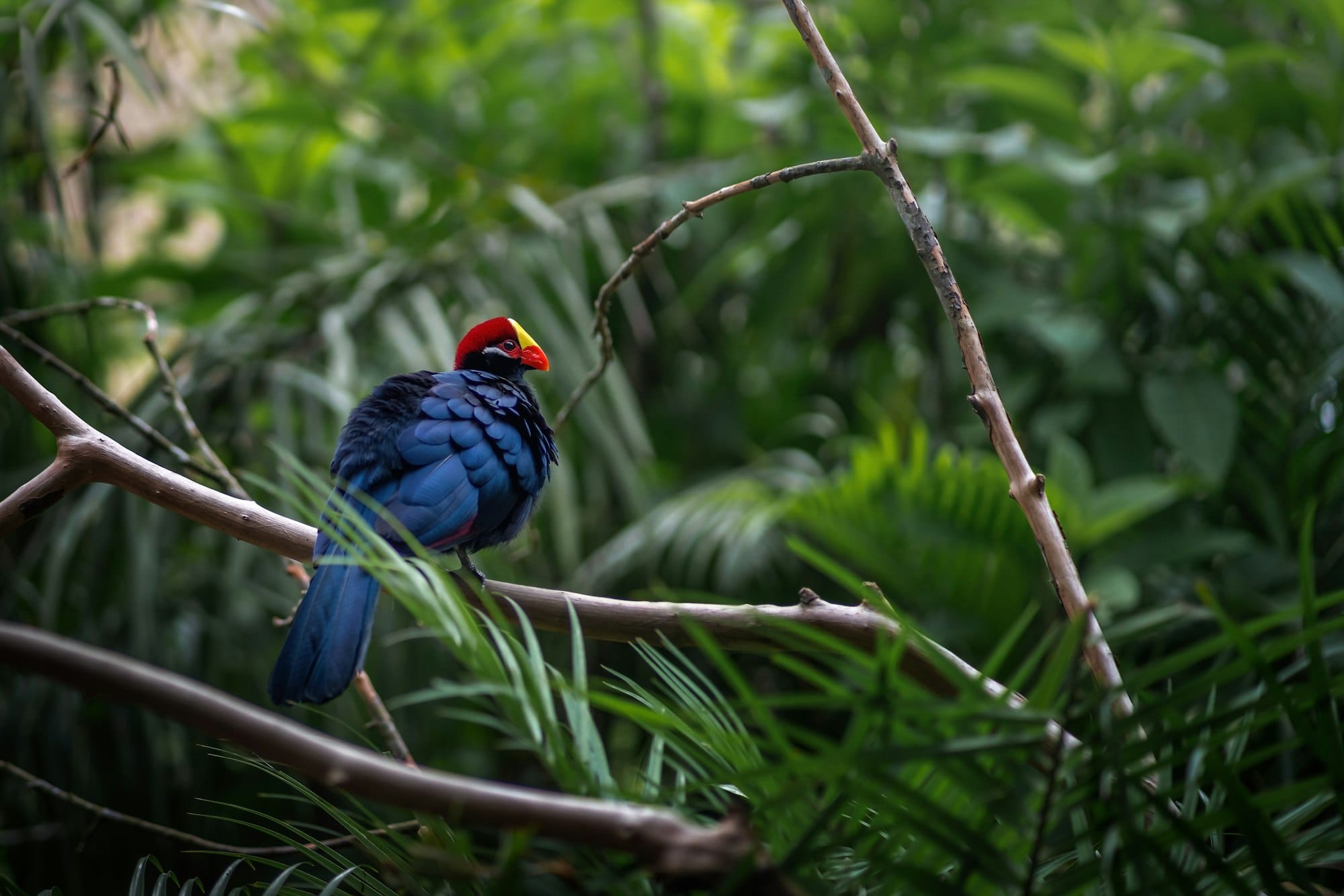 Birdwatching in Cameroon: Ornithological Treasures Across the Country ...