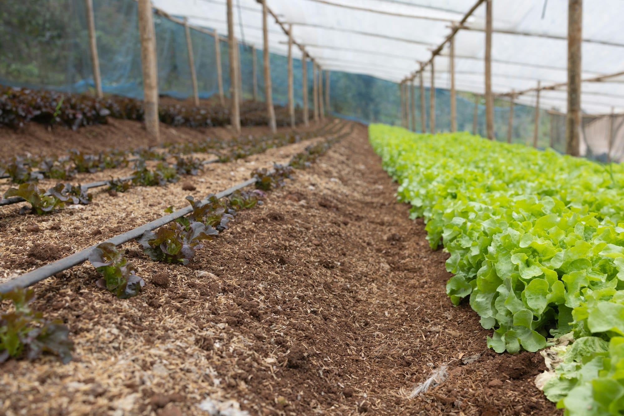 Sustainable Farming Practices in Lesotho: Enhancing Food Security And ...