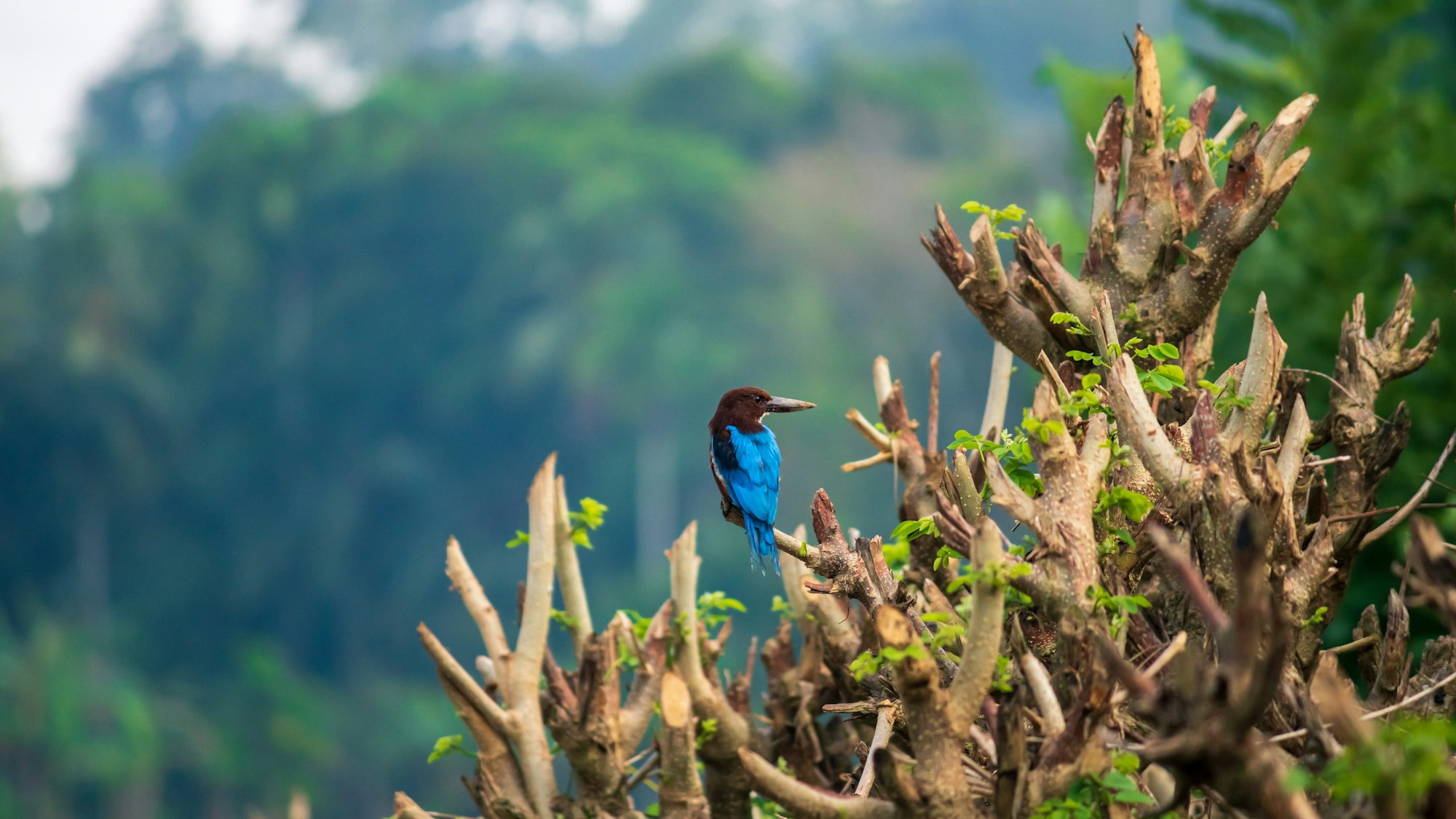 Birdwatching in Cabo Verde: Ornithological Treasures Across the Islands ...