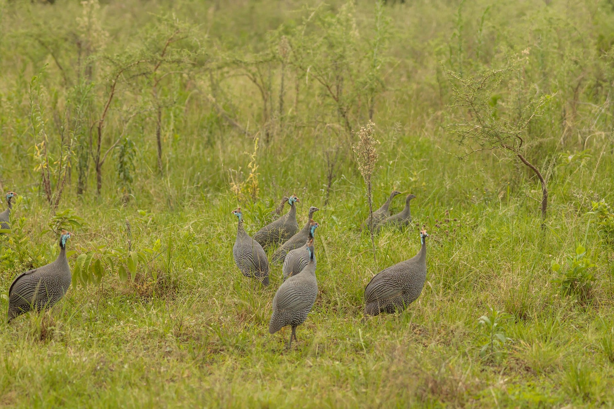 Exploring Guinea'S Natural Beauty: Waterfalls, Mountains, And Wildlife ...