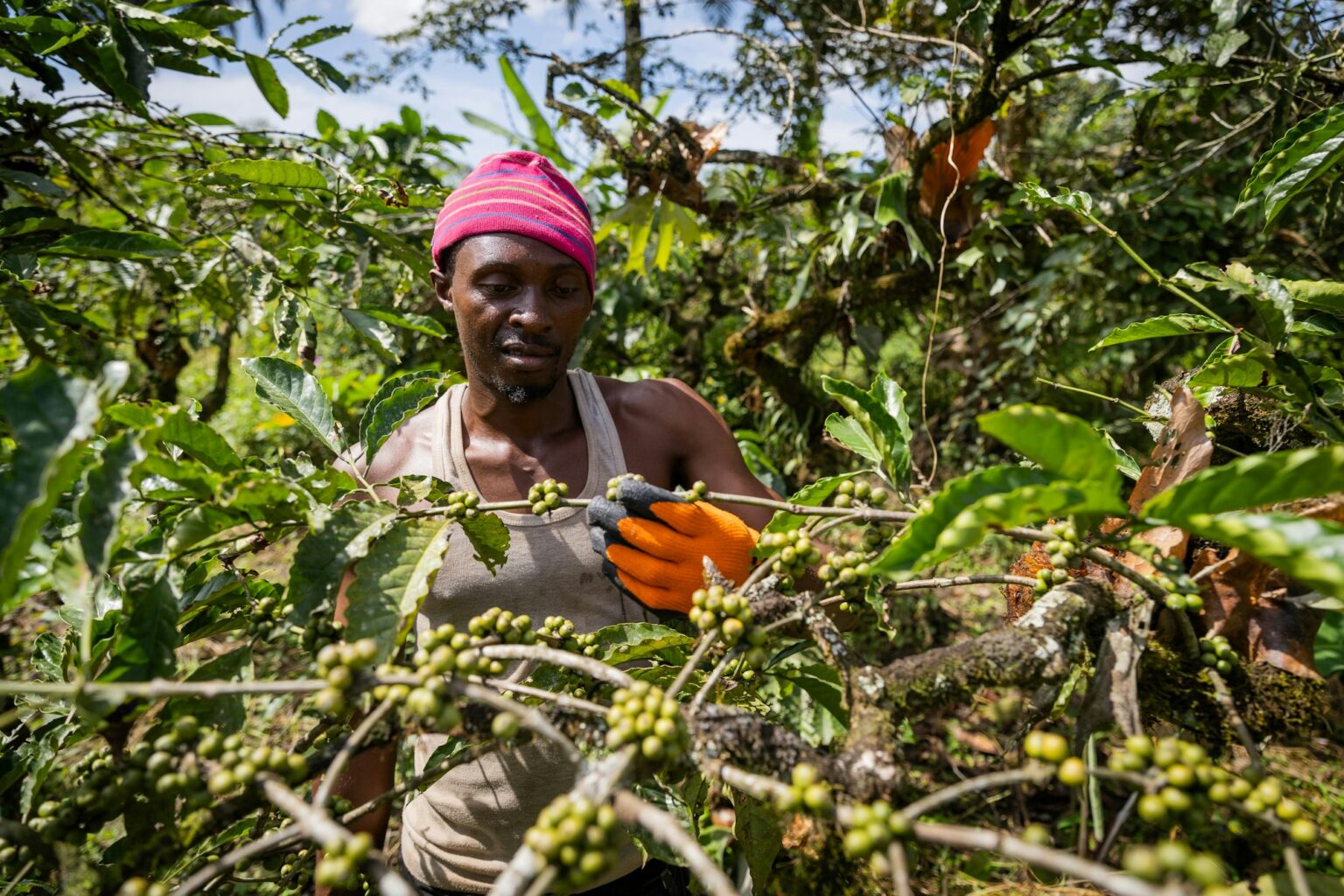 Agriculture in Togo: Challenges And Innovations for Sustainable Growth ...