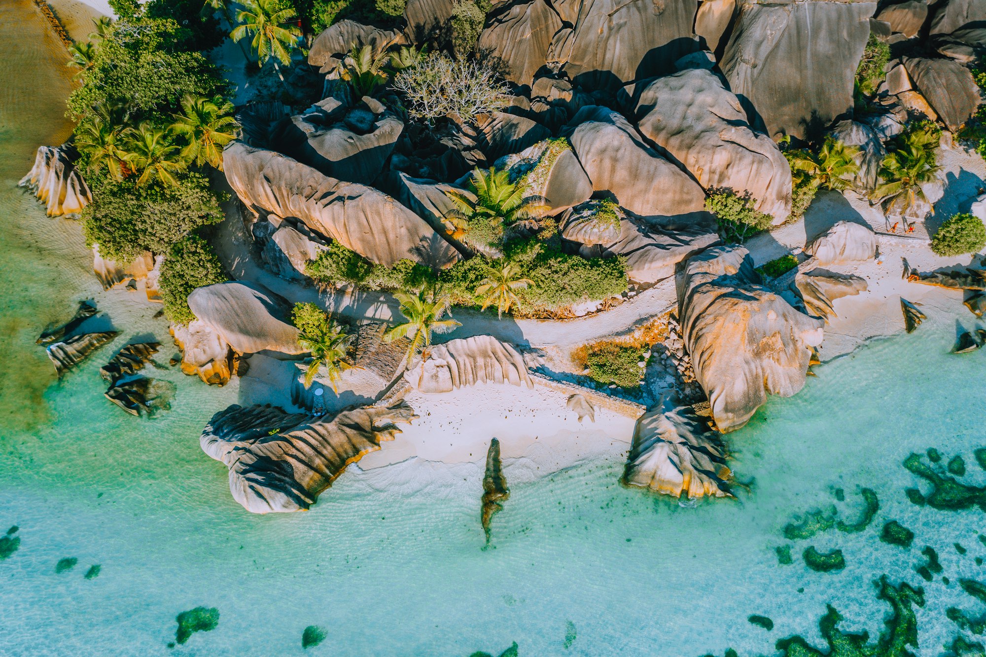 Conservation Efforts in Seychelles: Protecting Unique Flora and Fauna ...