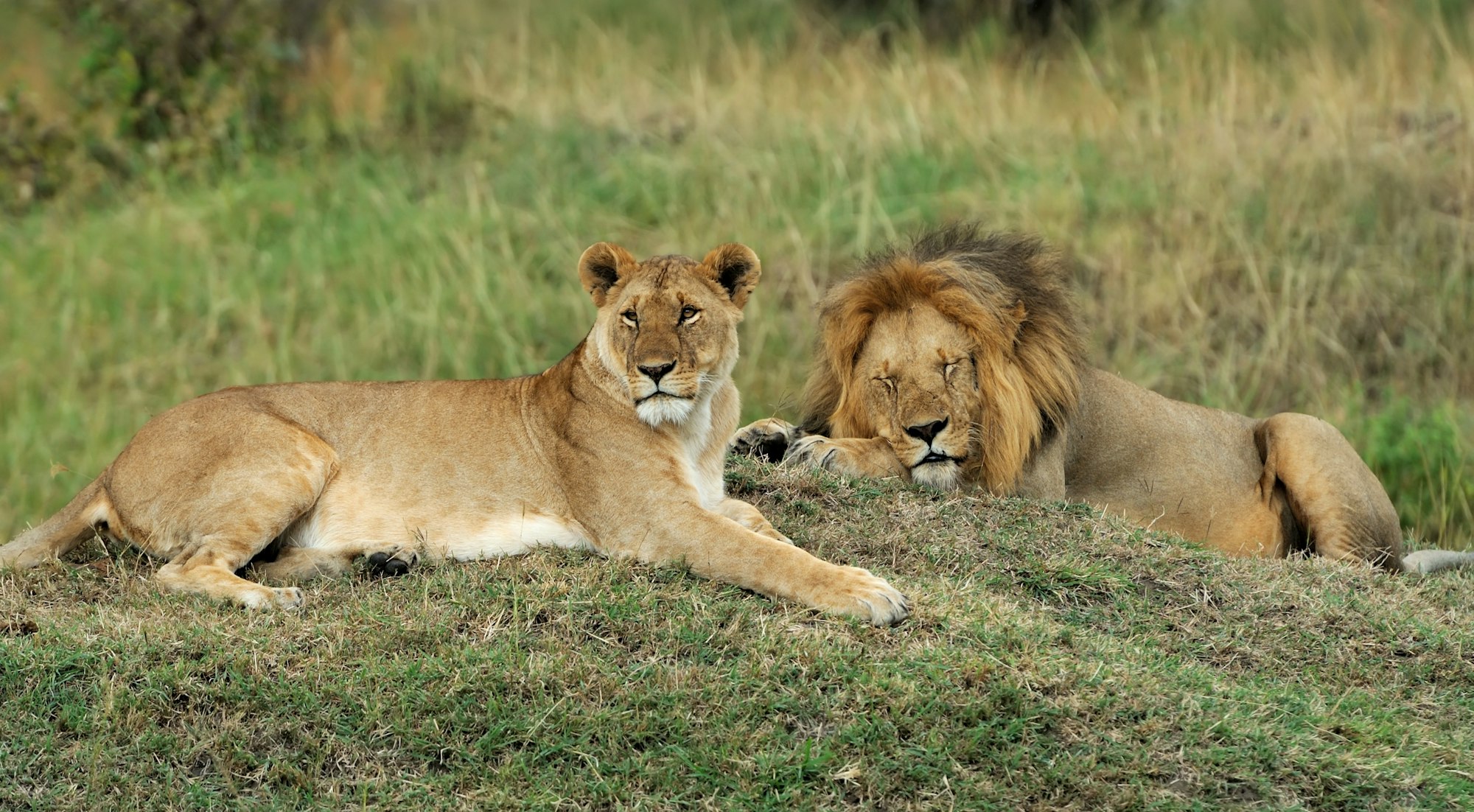 Exploring South Africa'S Tourist Gems: From Cape Town to Kruger ...
