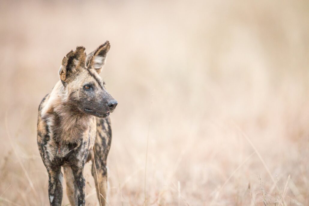 Conservation Efforts in Sudan: Protecting Endangered Species And ...