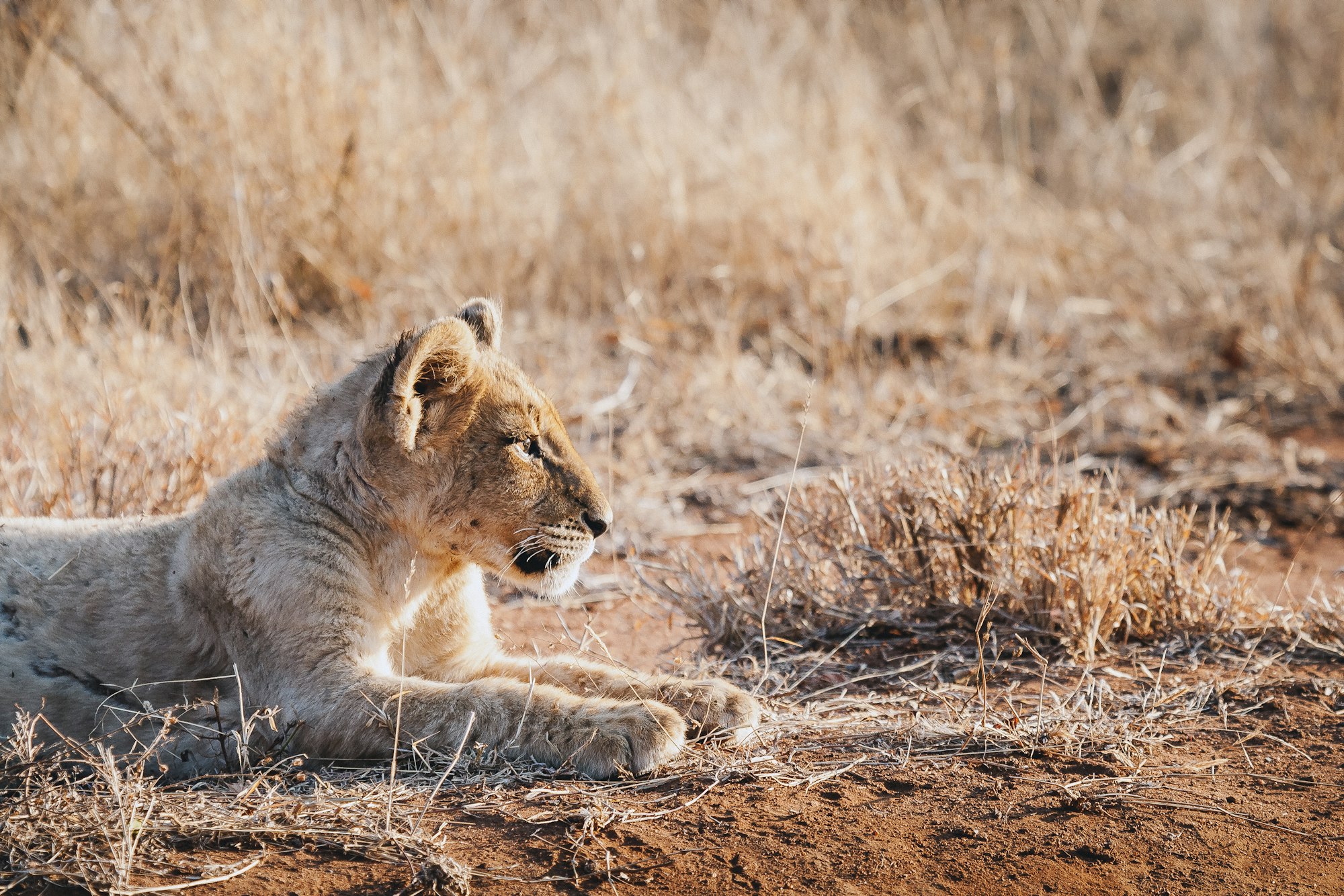 Conservation Efforts in Senegal: Protecting Endangered Species And ...