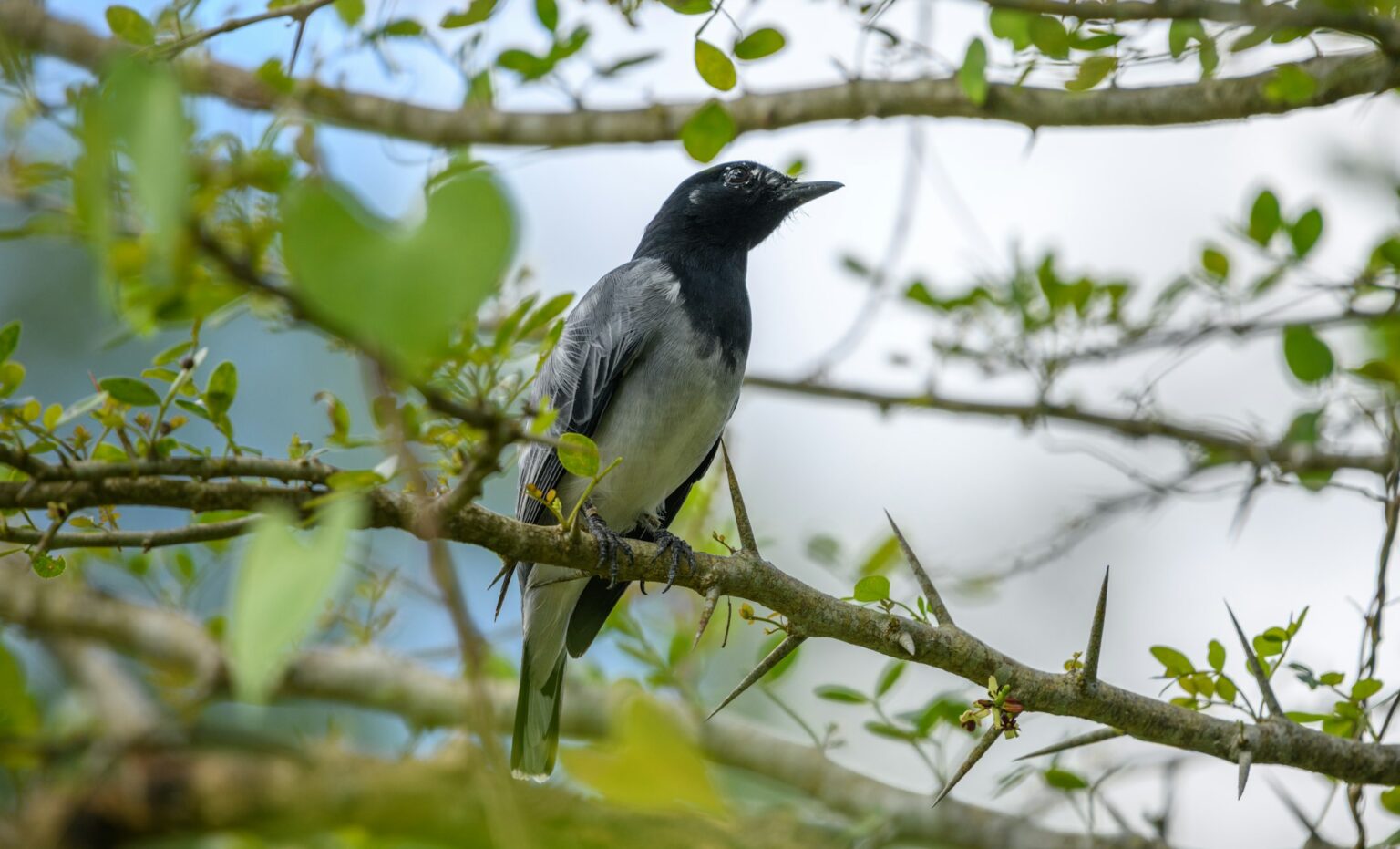 Birdwatching in Mauritius: Ornithological Treasures Across the Island ...