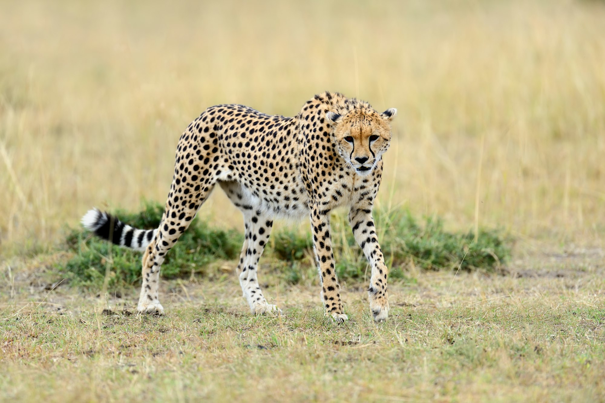 Conservation Efforts in Somalia: Protecting Endangered Species And ...