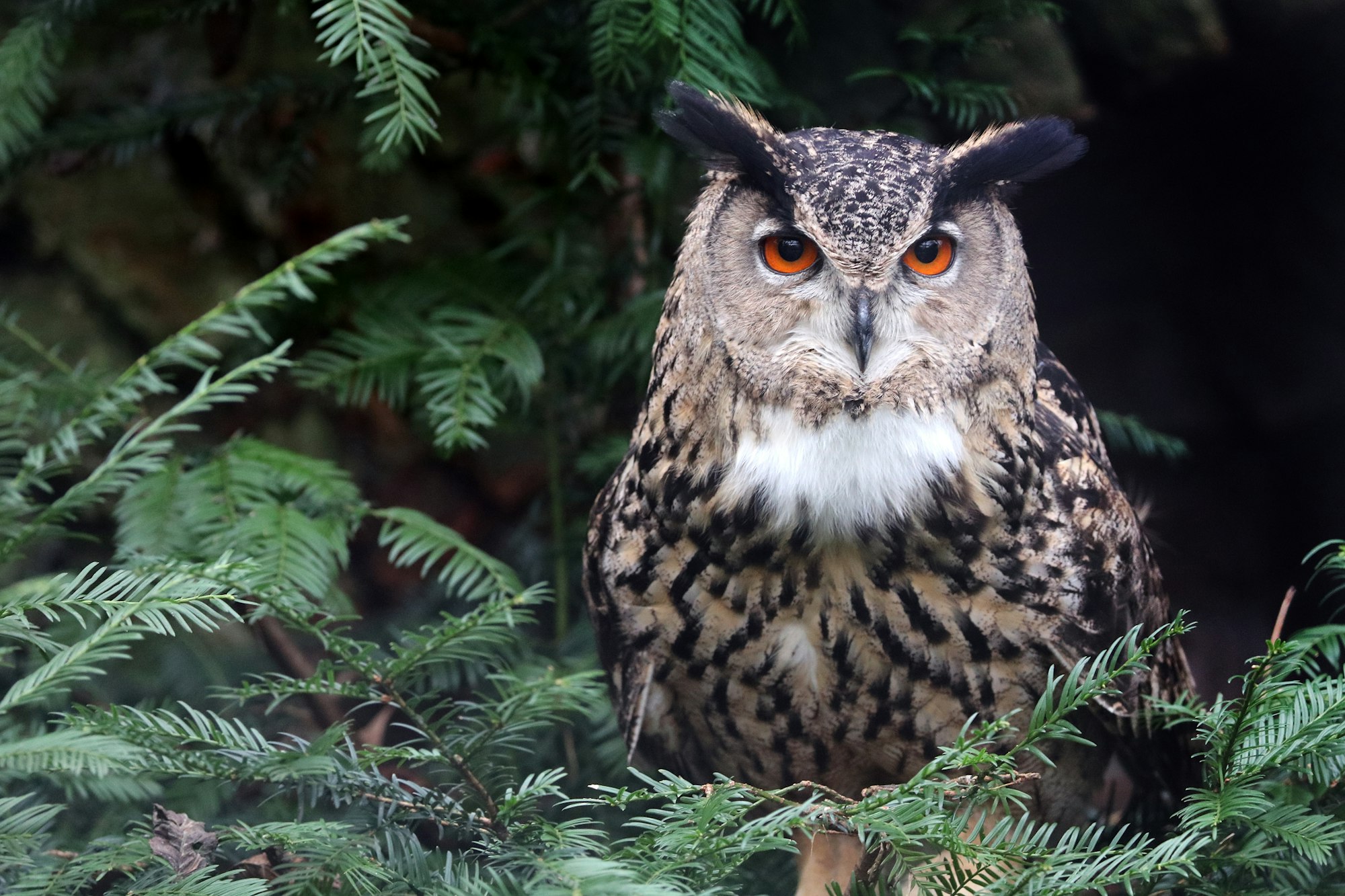 Birdwatching in Togo: Ornithological Treasures Across the Country ...