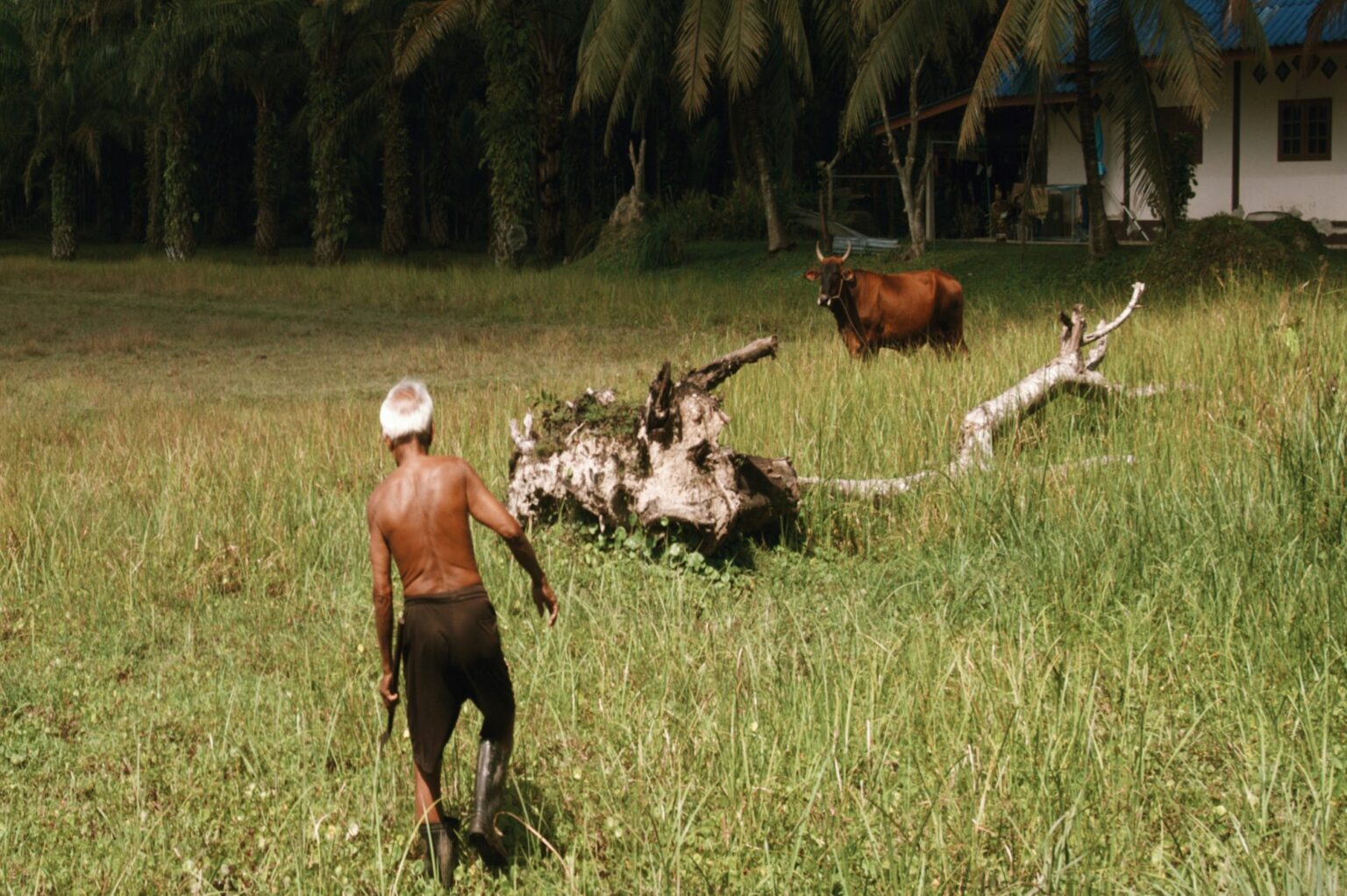 Indigenous Tribes of Mauritius: Traditions, Customs, And Heritage ...