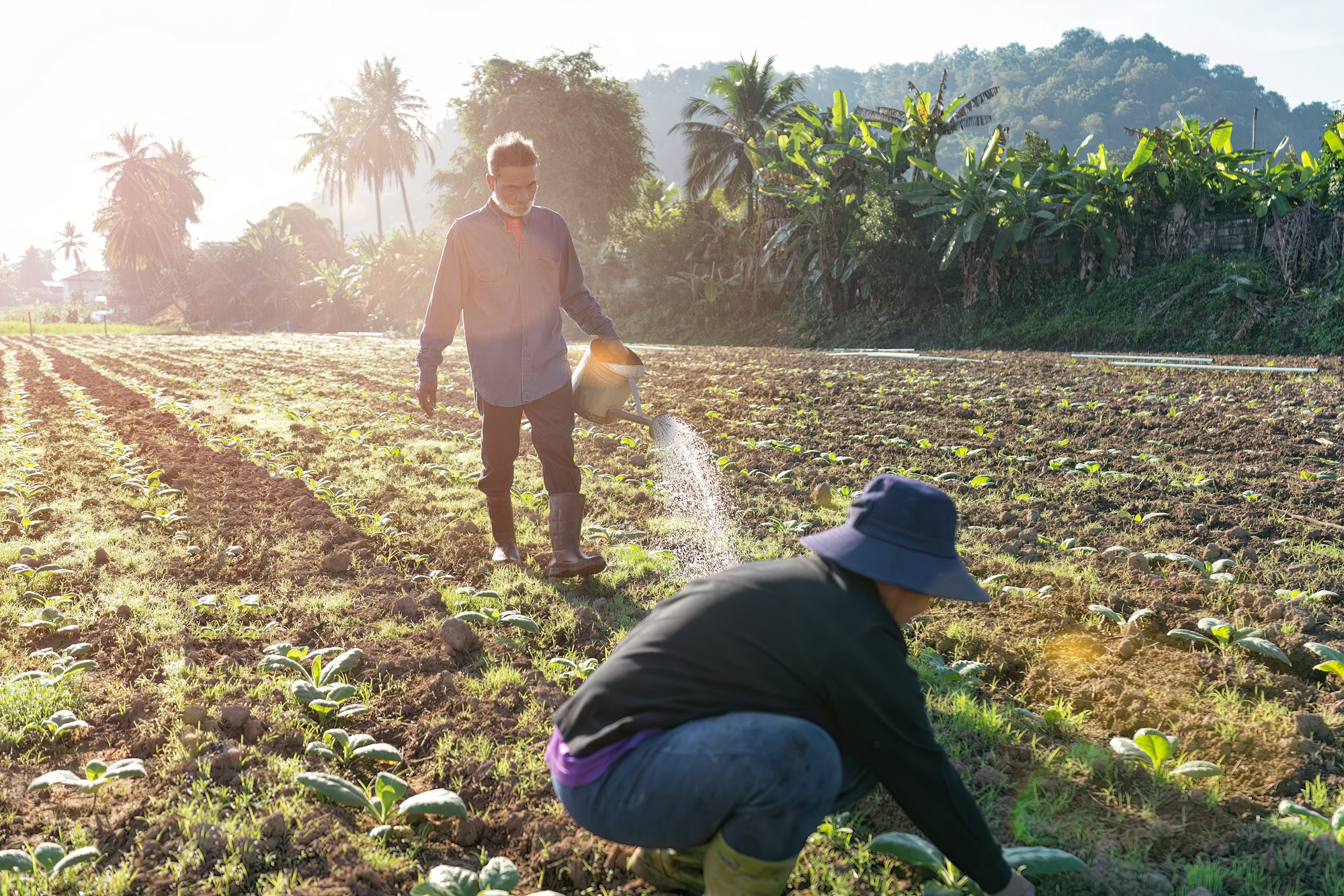 Sustainable Farming Practices in Mauritius: Enhancing Resilience And ...