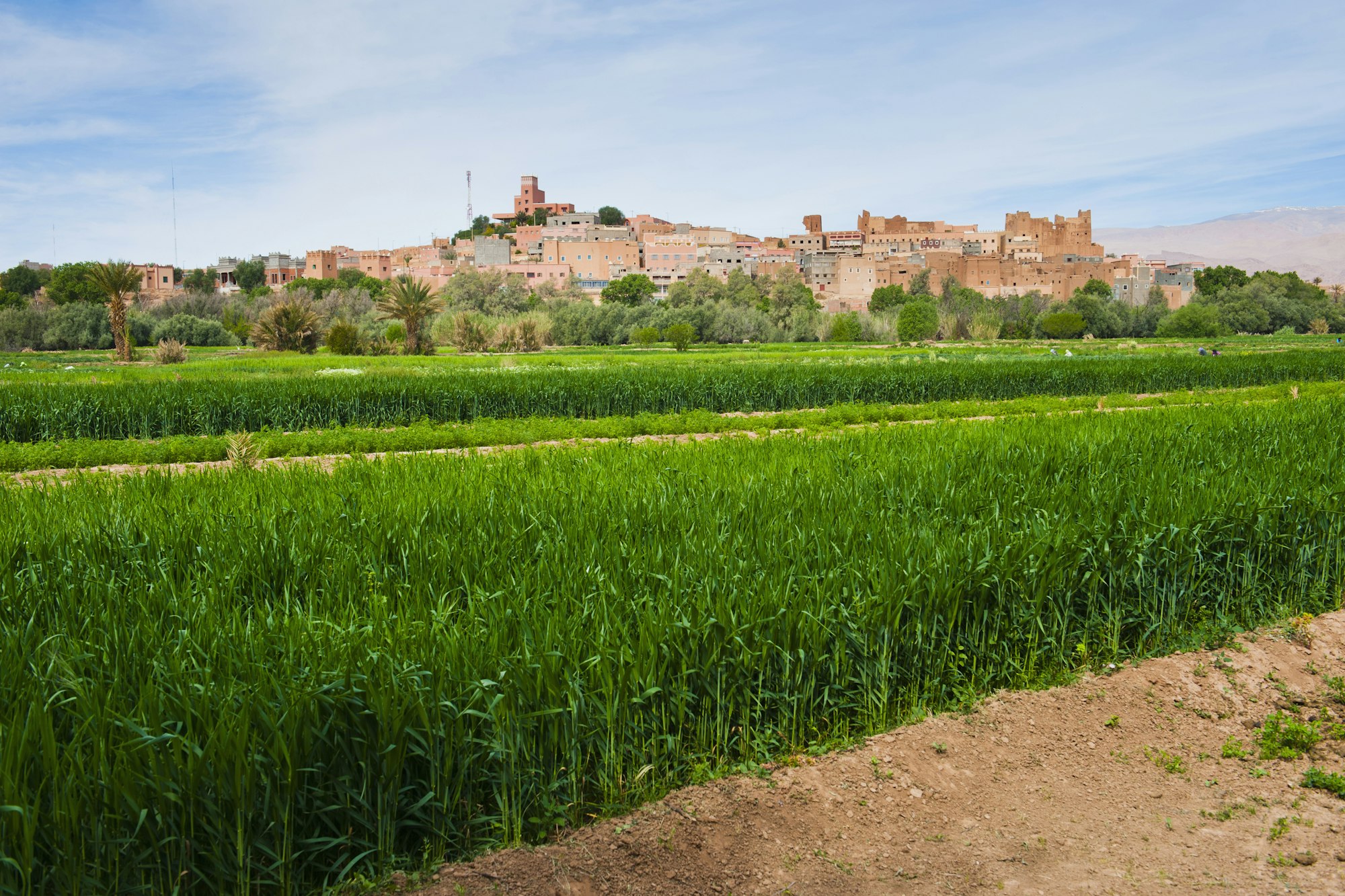 Agriculture in Morocco: Challenges And Innovations for Sustainable ...