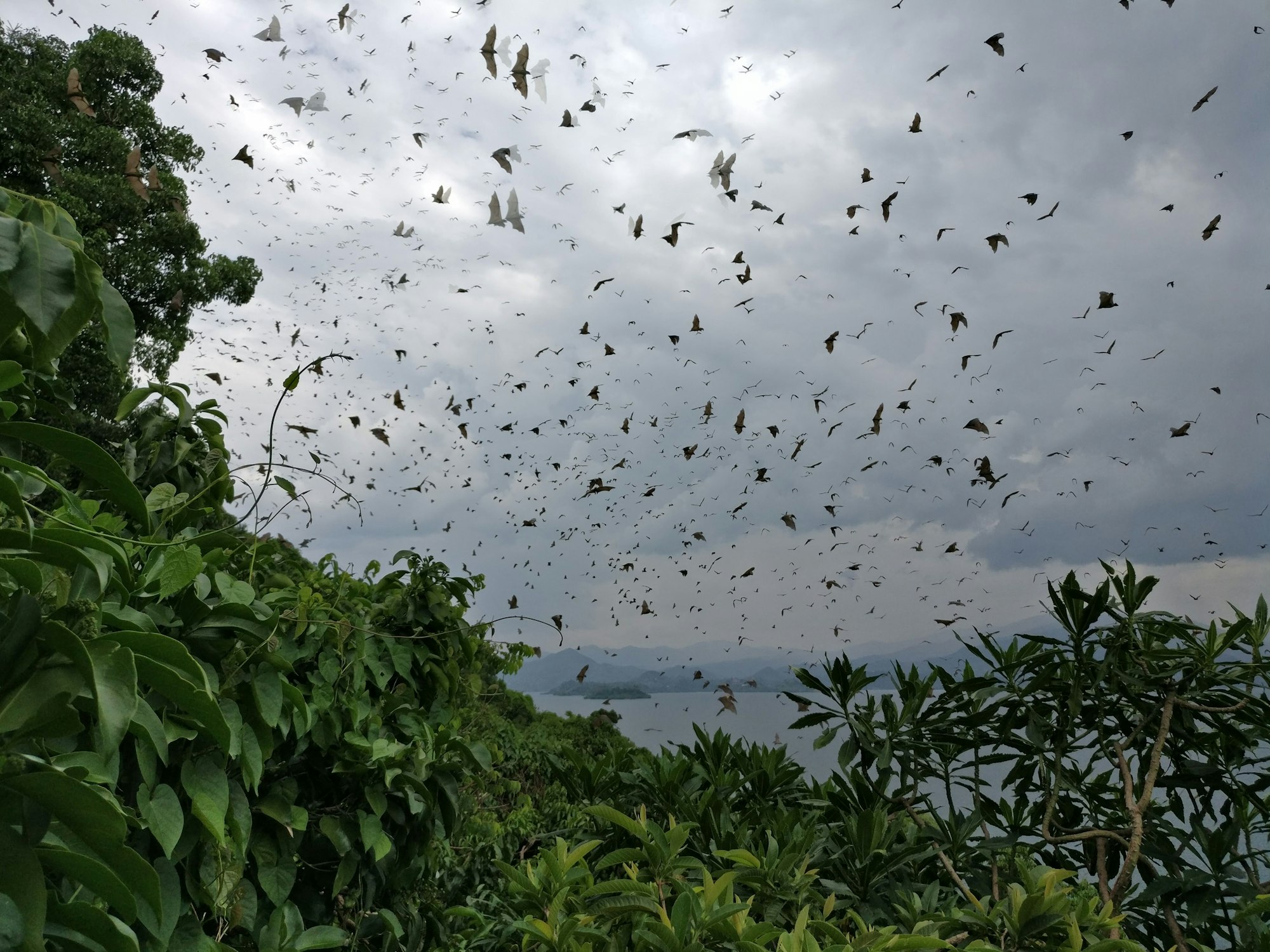 Birdwatching in Rwanda: Ornithological Treasures Across the Country ...