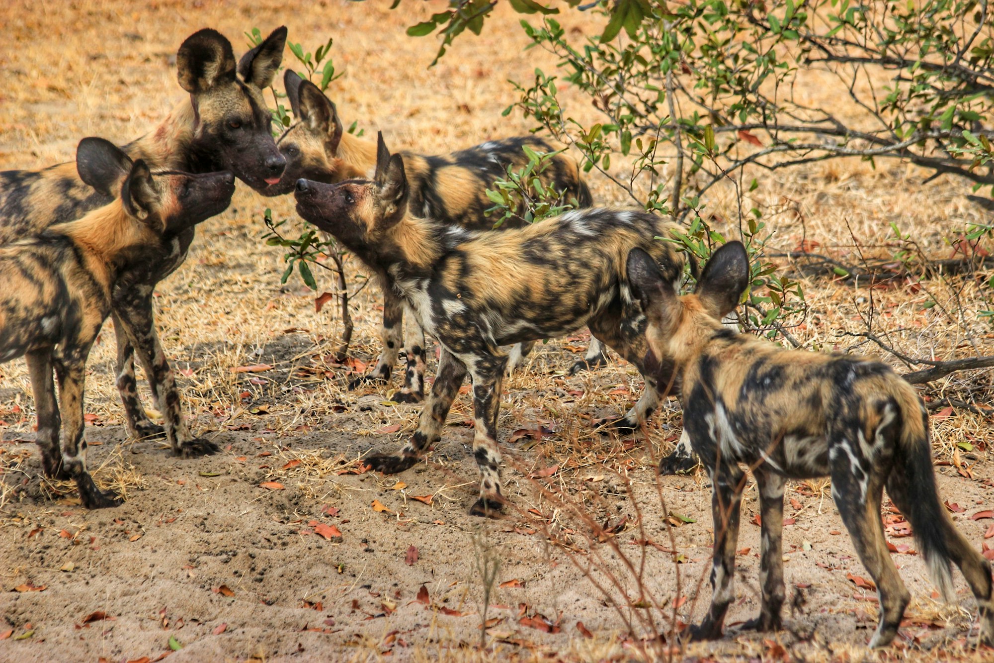 Conservation Efforts in South Sudan: Protecting Endangered Species And ...