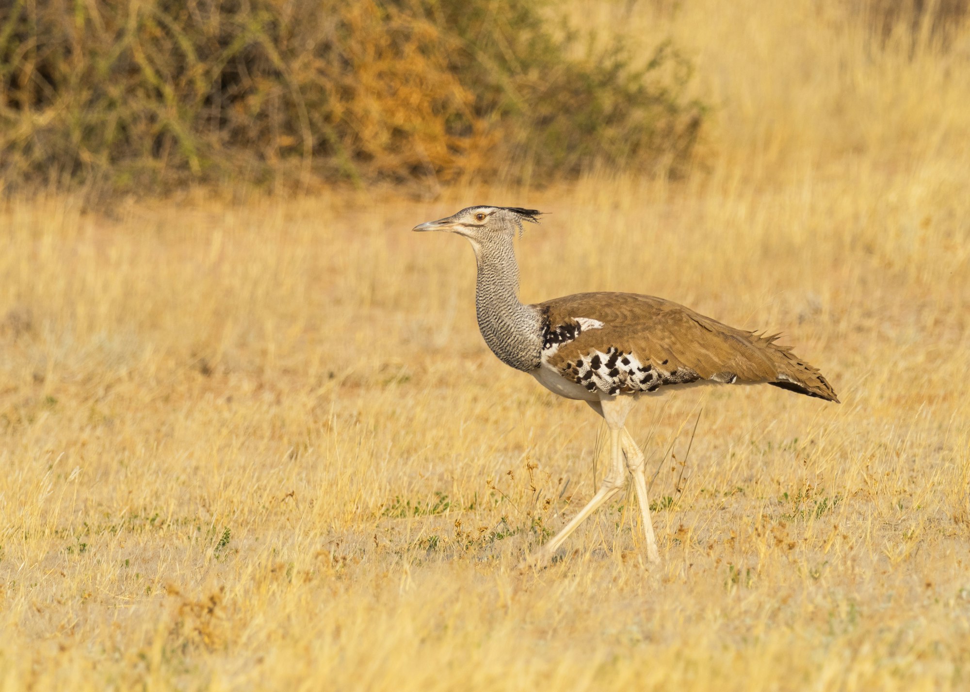 Birdwatching in Morocco: Ornithological Treasures Across the Country ...