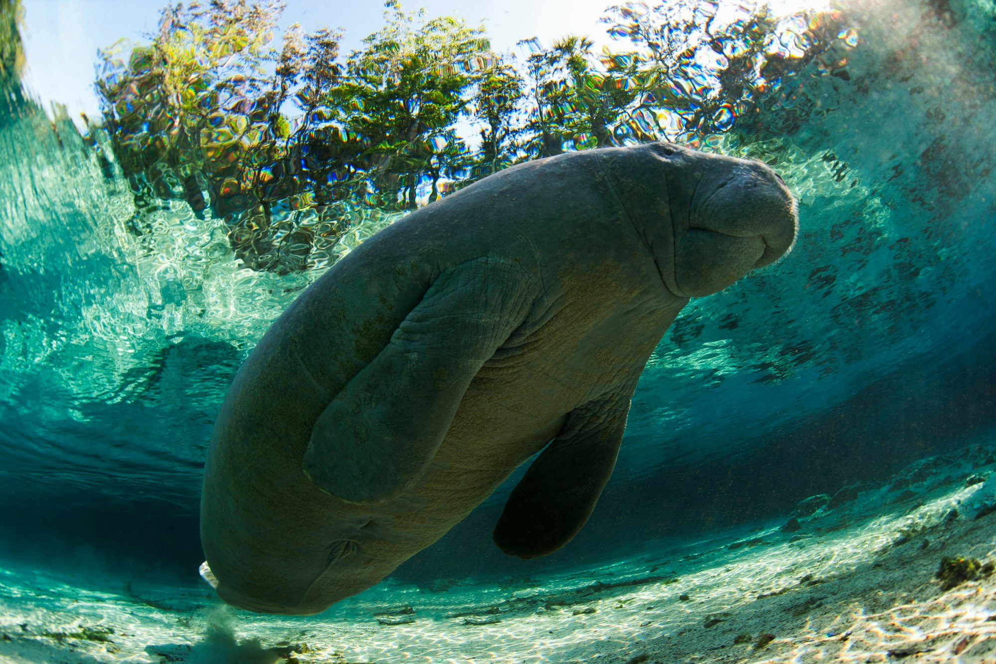 Conservation Efforts in Senegal: Protecting Endangered Species And ...