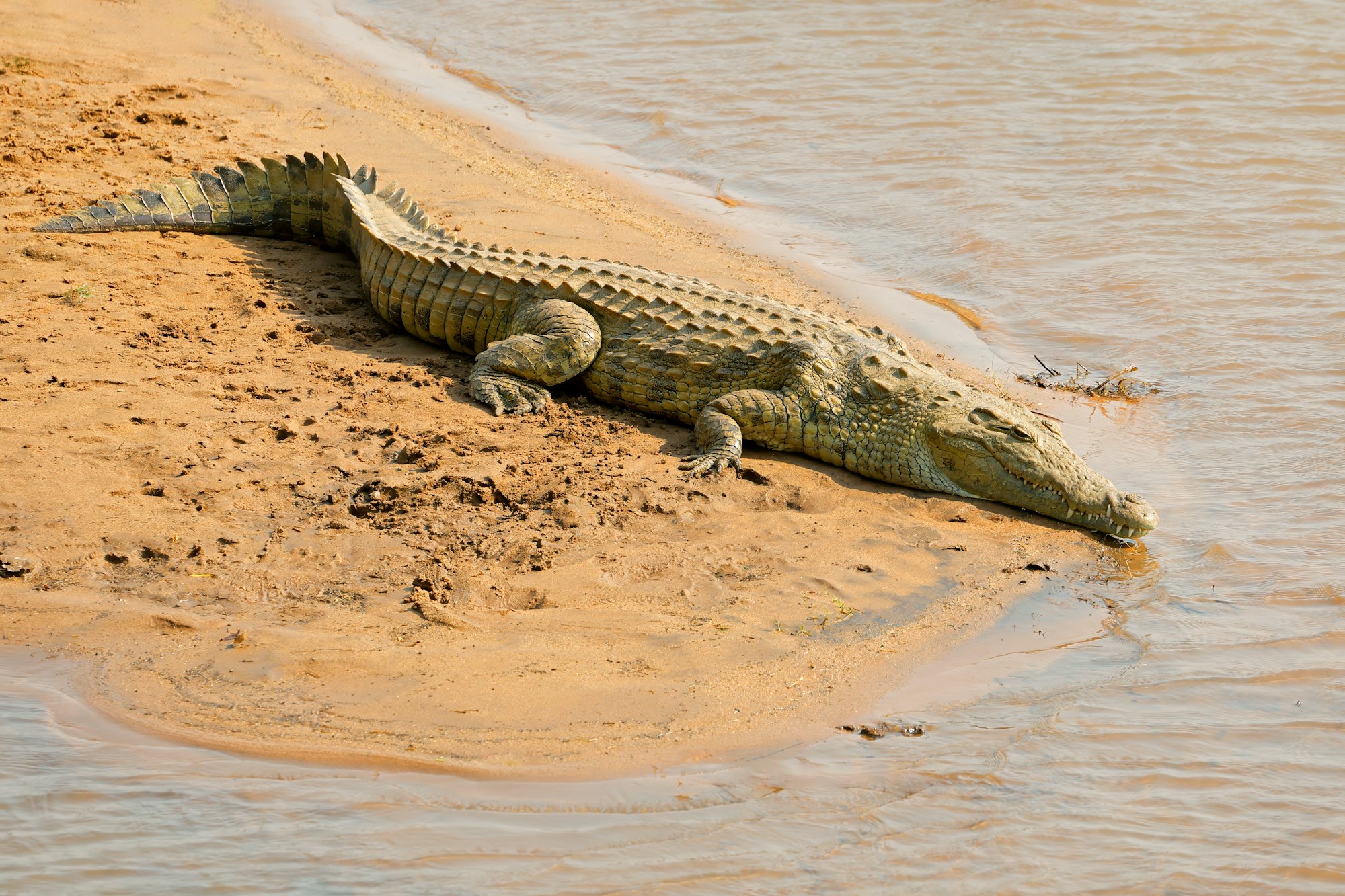 Exploring Niger'S Wildlife: A Guide to the Sahel'S Fauna - Afro Discovery
