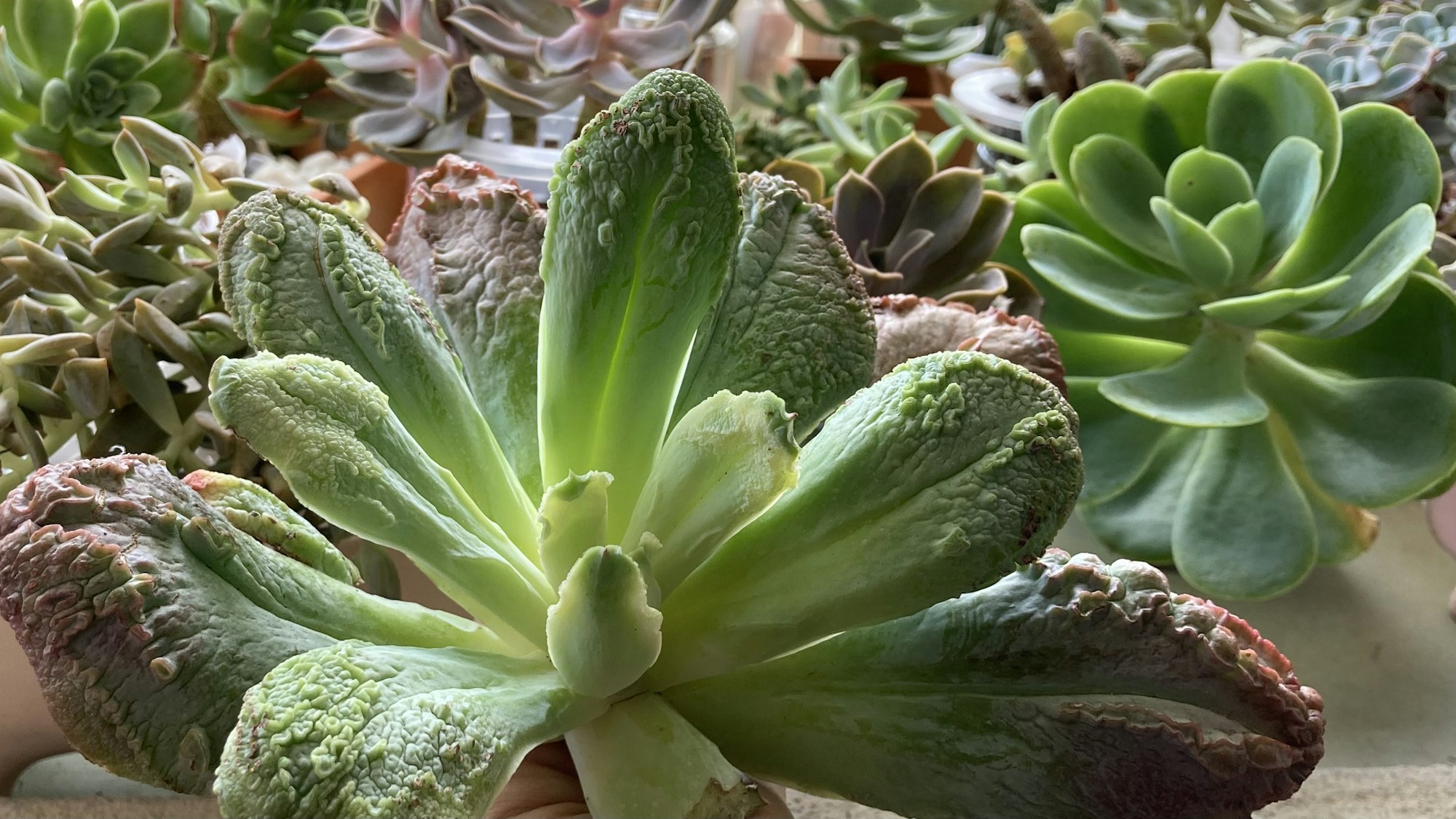 Flora of Niger: Indigenous Plants And Botanical Diversity - Afro Discovery