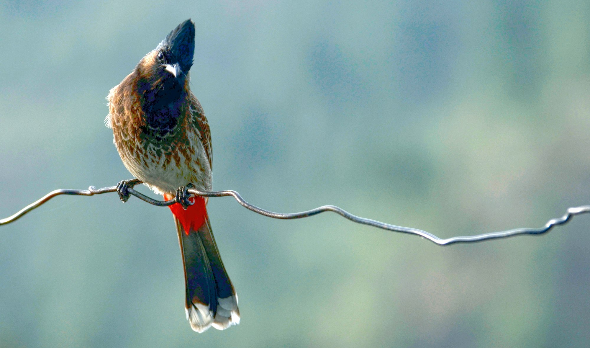 Birdwatching in Mauritius: Ornithological Treasures Across the Island ...