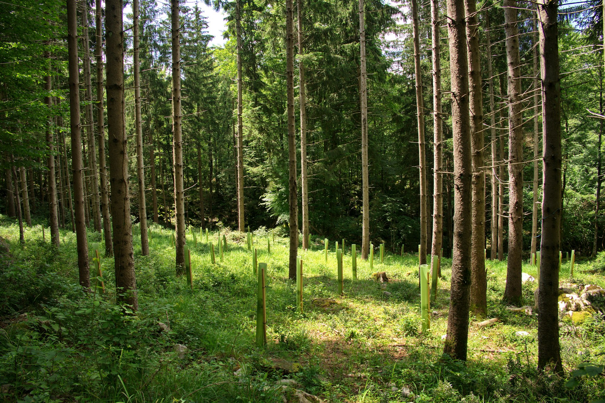 Sustainable Management of Resources in Nigeria: Balancing Conservation ...