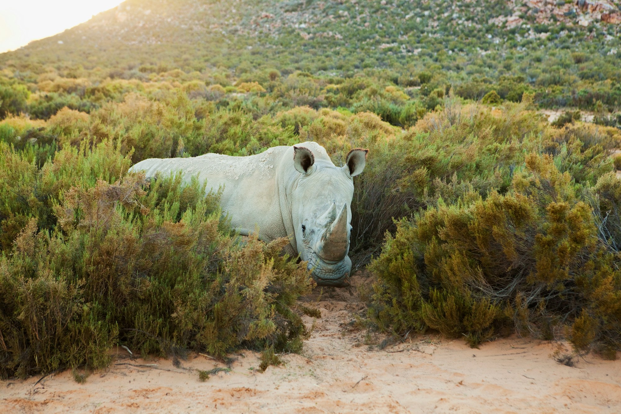 Conservation Efforts in South Africa: Protecting Endangered Species And ...