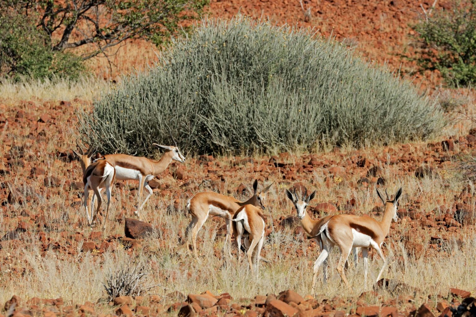 Conservation Efforts in Namibia: Protecting Endangered Species And ...