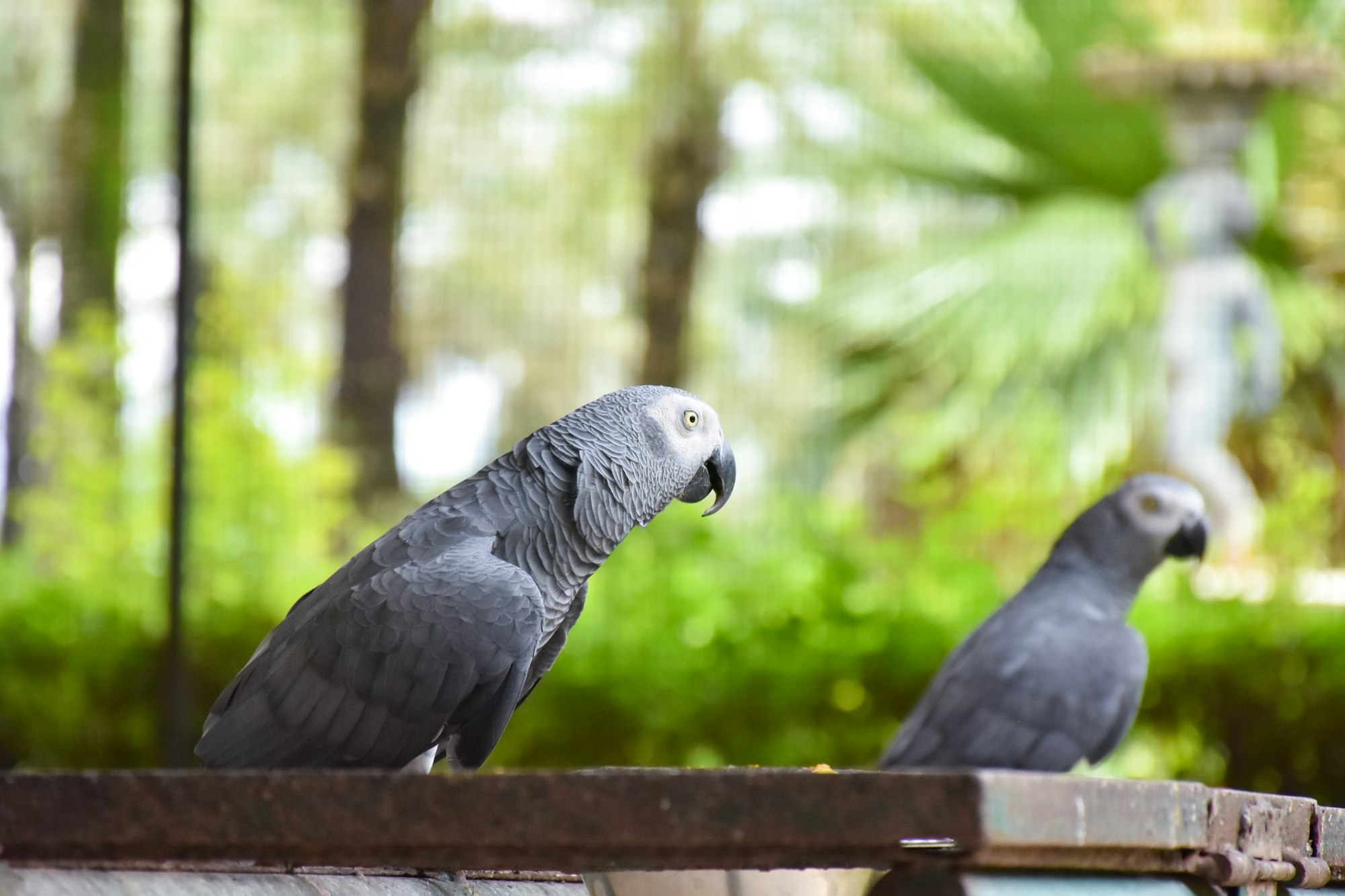 Birdwatching in Nigeria: Ornithological Treasures Across the Country ...