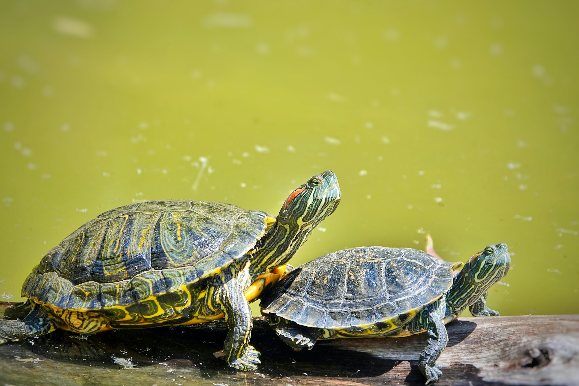 Conservation Efforts in Mauritius: Protecting Endangered Species And ...