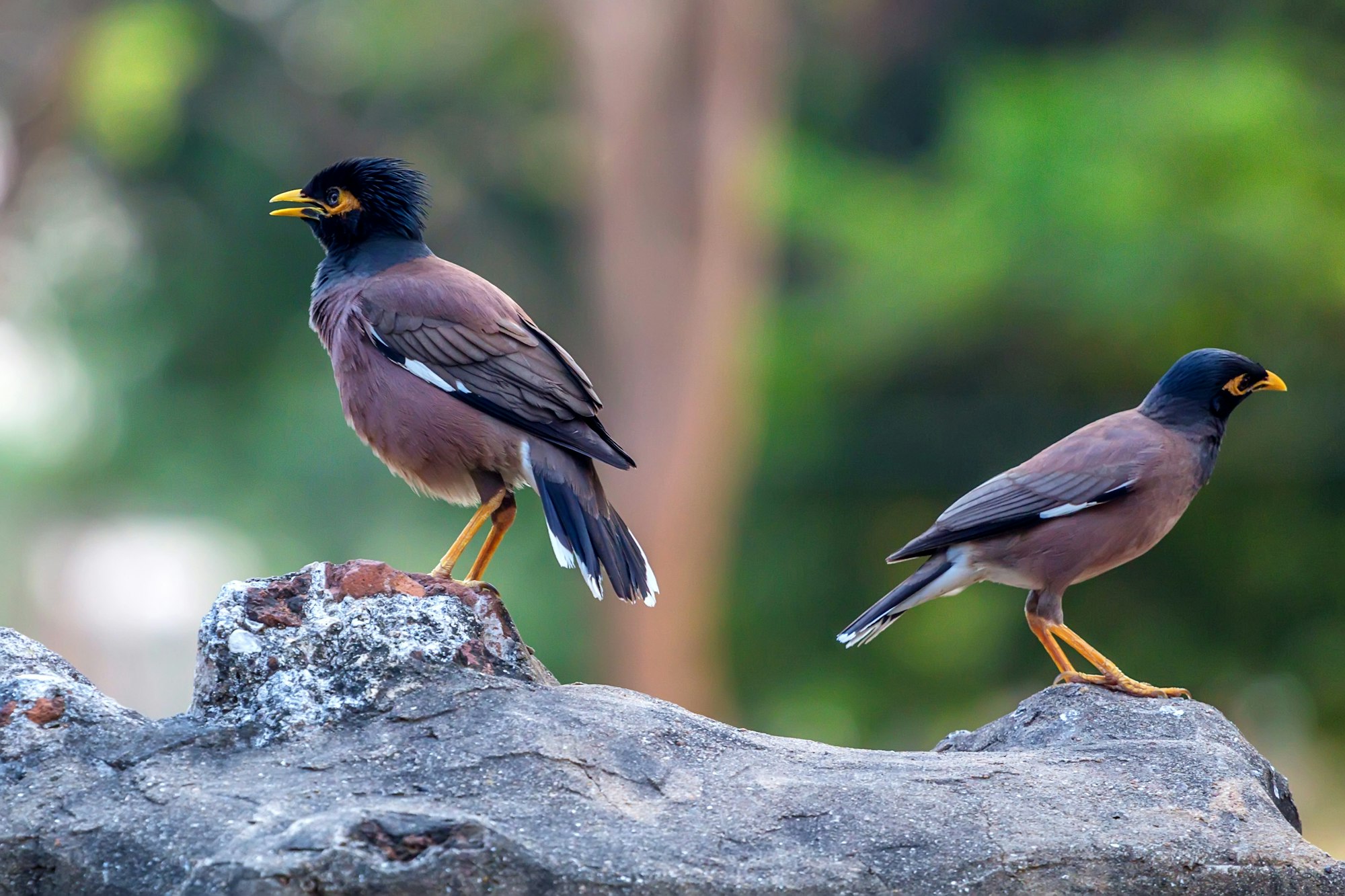 Birdwatching in Mauritius: Ornithological Treasures Across the Island ...