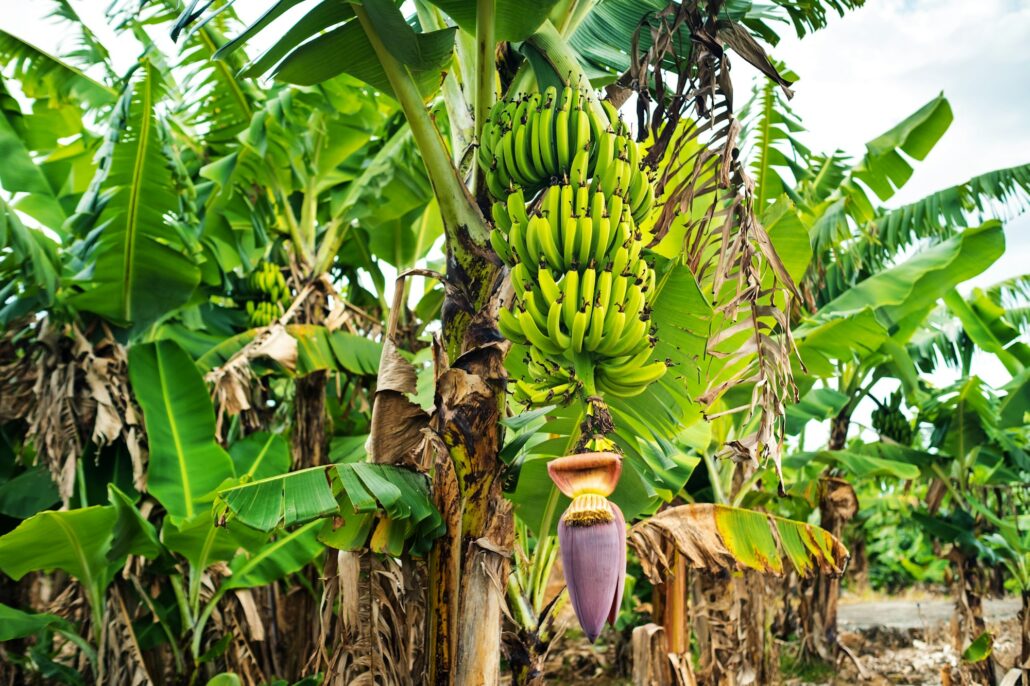 Mauritius Agriculture: Innovations And Challenges for Sustainable ...