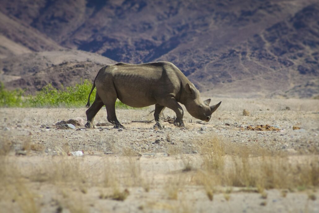 Conservation Efforts in Namibia: Protecting Endangered Species And ...