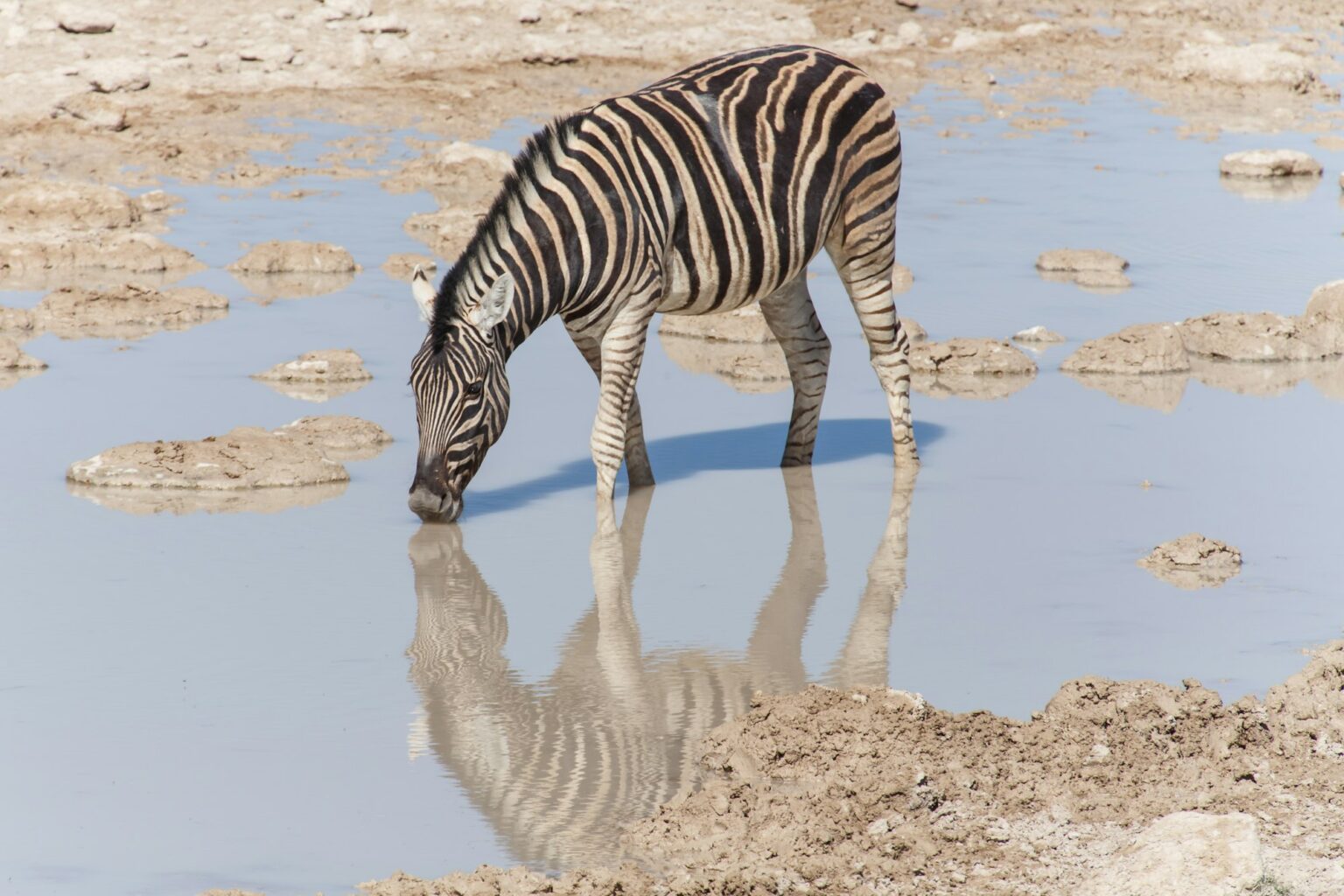Conservation Efforts in Namibia: Protecting Endangered Species And ...
